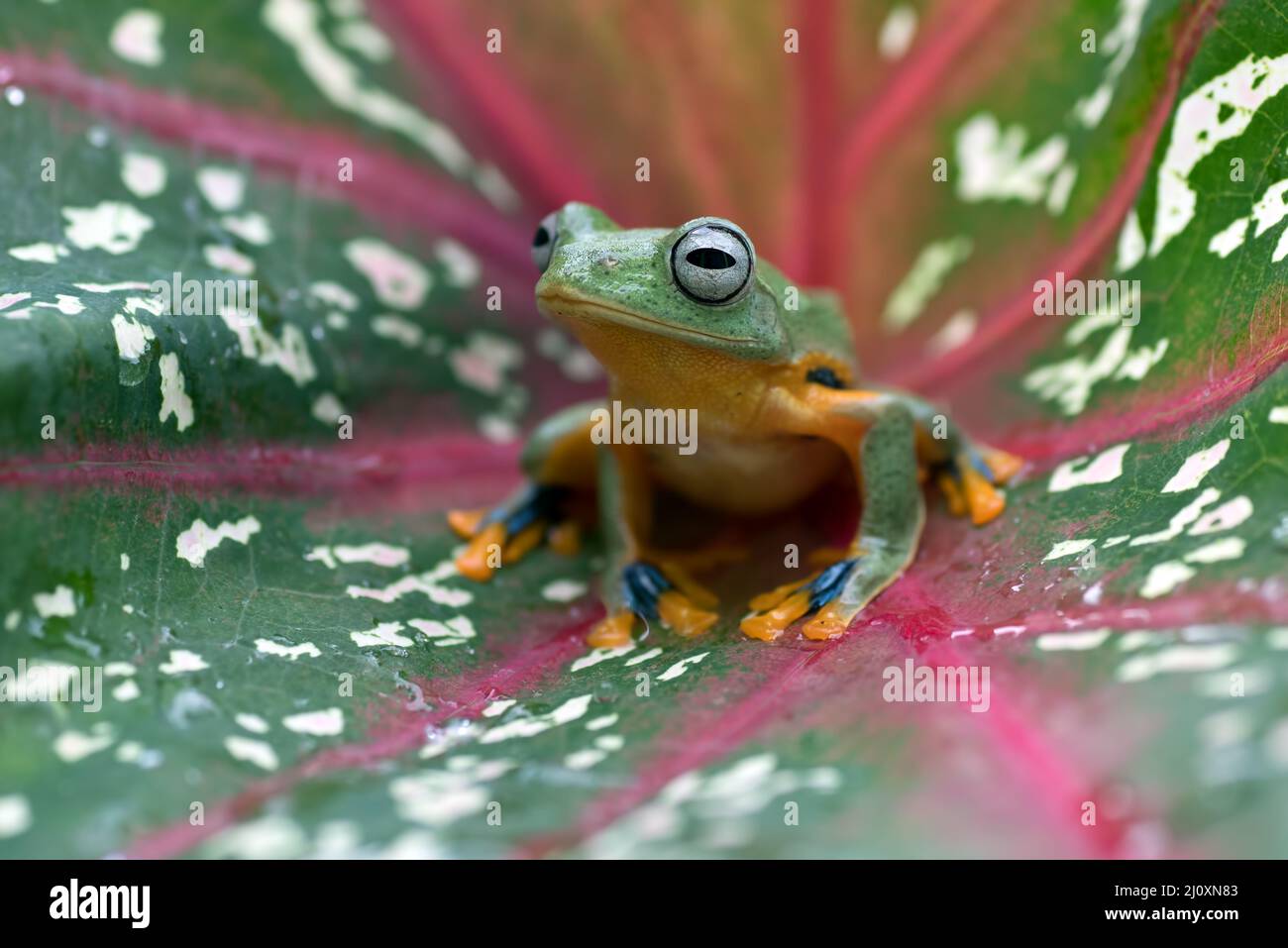 Green tree flying frog ( Rhacophorus reinwarditii ) sitting on a leaf ...