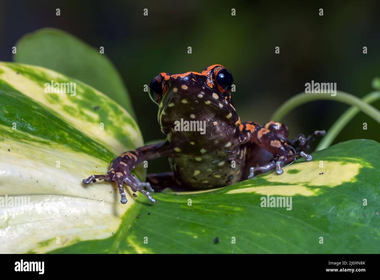 Spotted stream frog sitting in the yellow leaf Stock Photo - Alamy