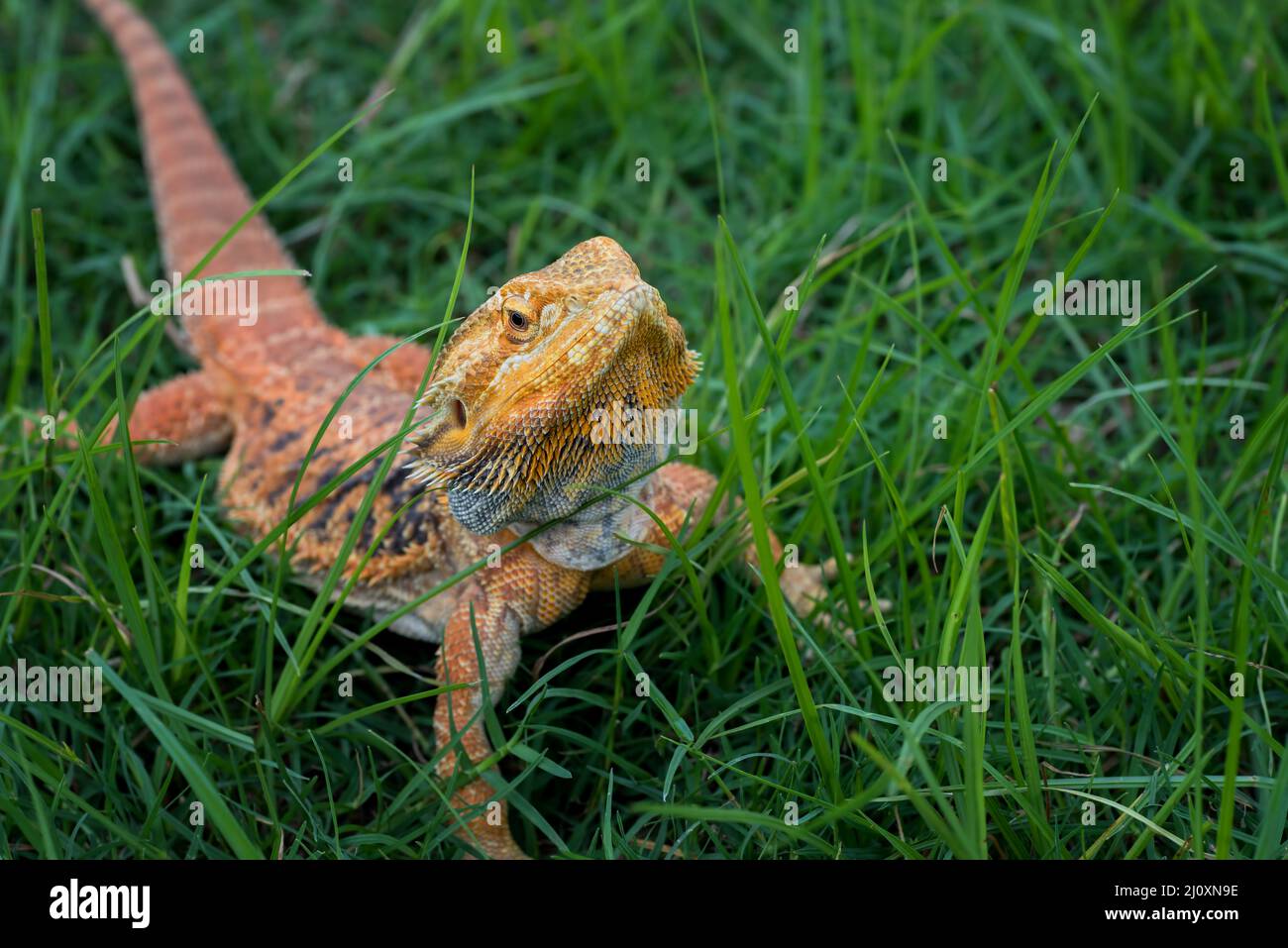Pogona vitticeps,Bearded dragon from australia Stock Photo - Alamy