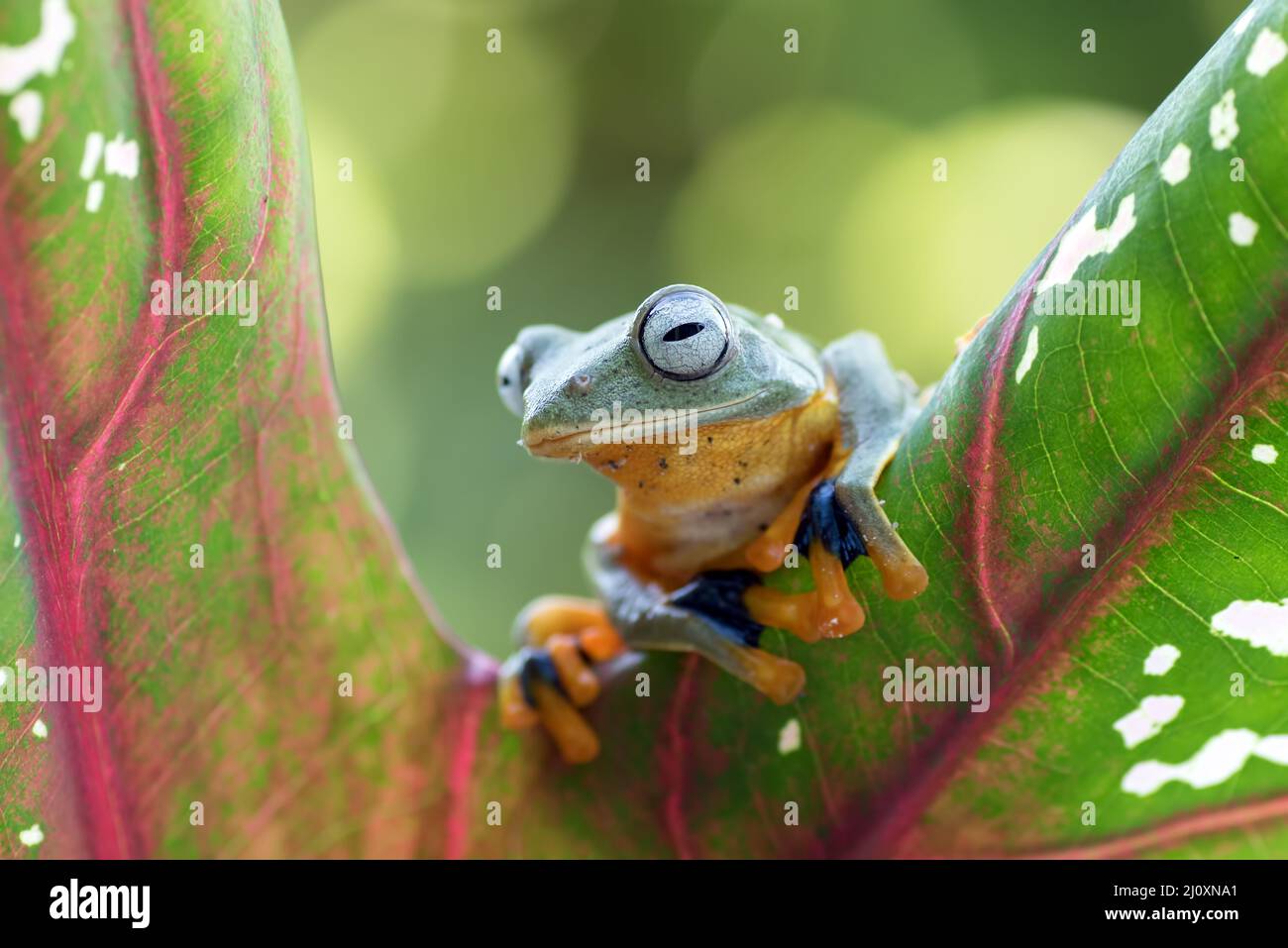 Green tree flying frog ( Rhacophorus reinwarditii ) sitting on a leaf ...