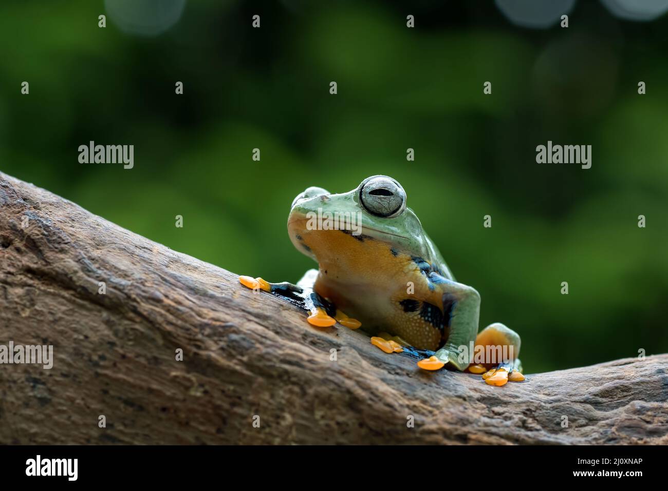 Red eyed tree frog tree trunk hi-res stock photography and images - Alamy