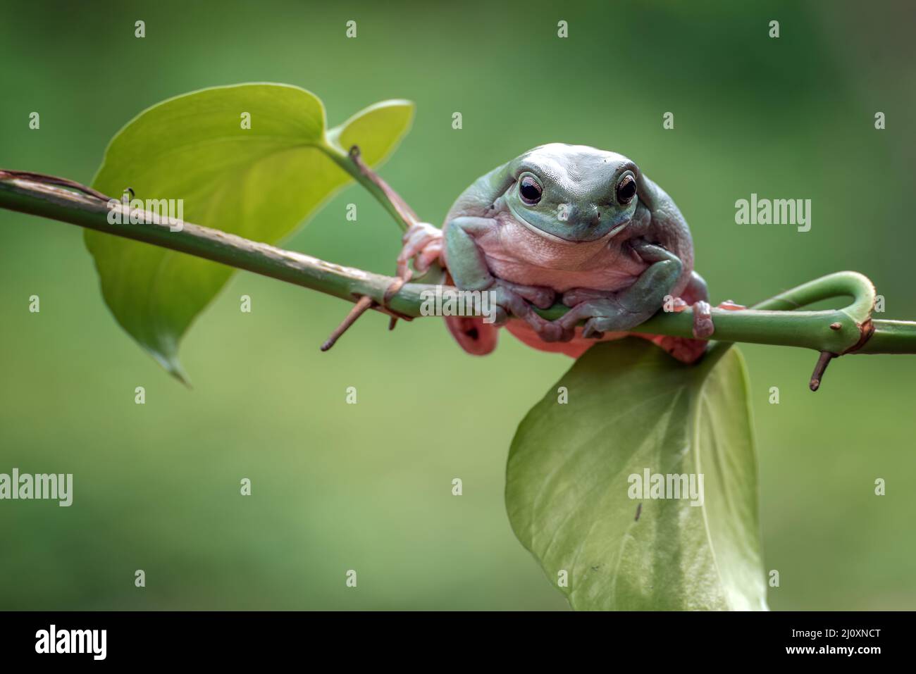 Dumpy frog hi-res stock photography and images - Alamy