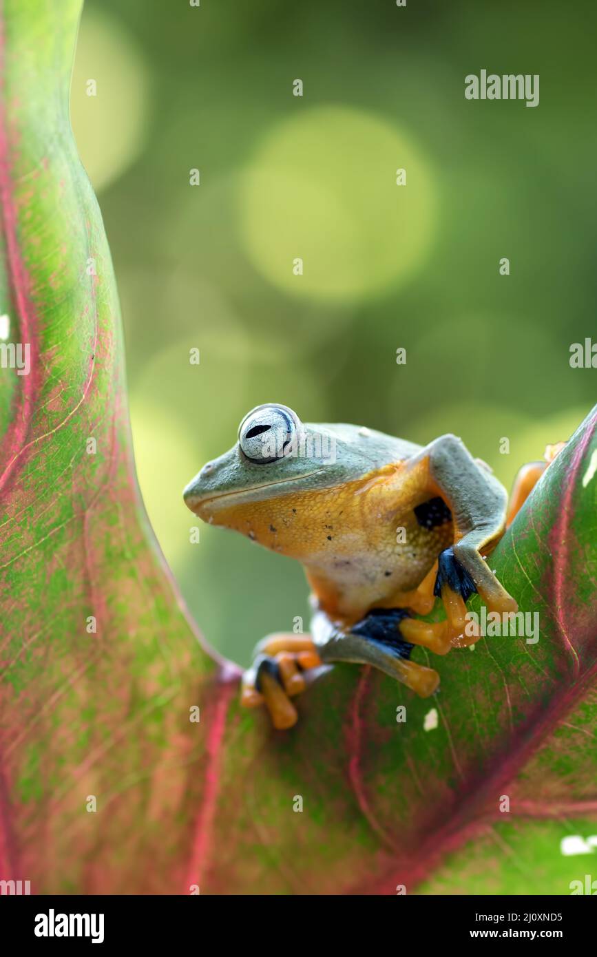 Green tree flying frog ( Rhacophorus reinwarditii ) sitting on a leaf ...