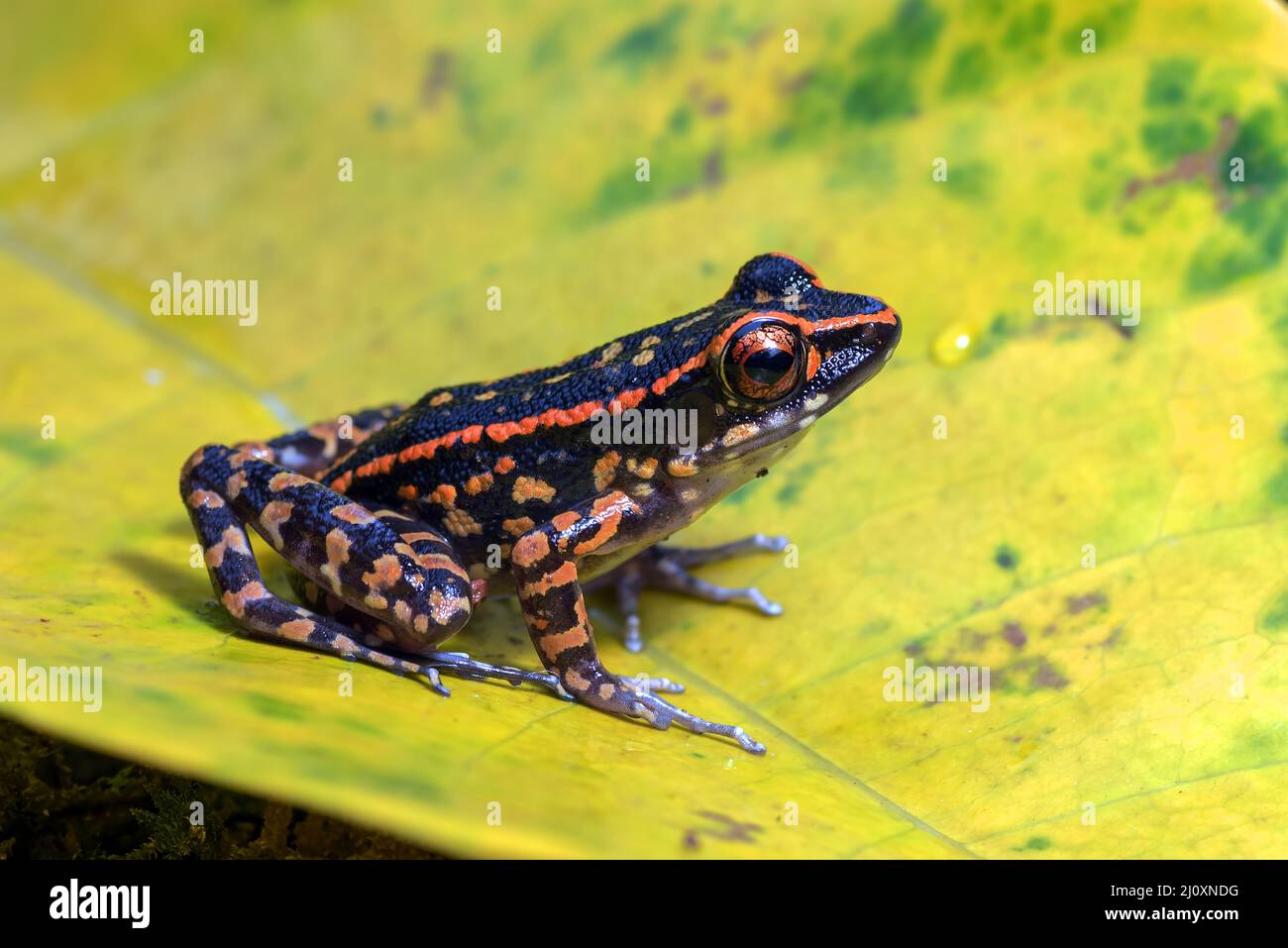 Spotted stream frog sitting in the yellow leaf Stock Photo - Alamy