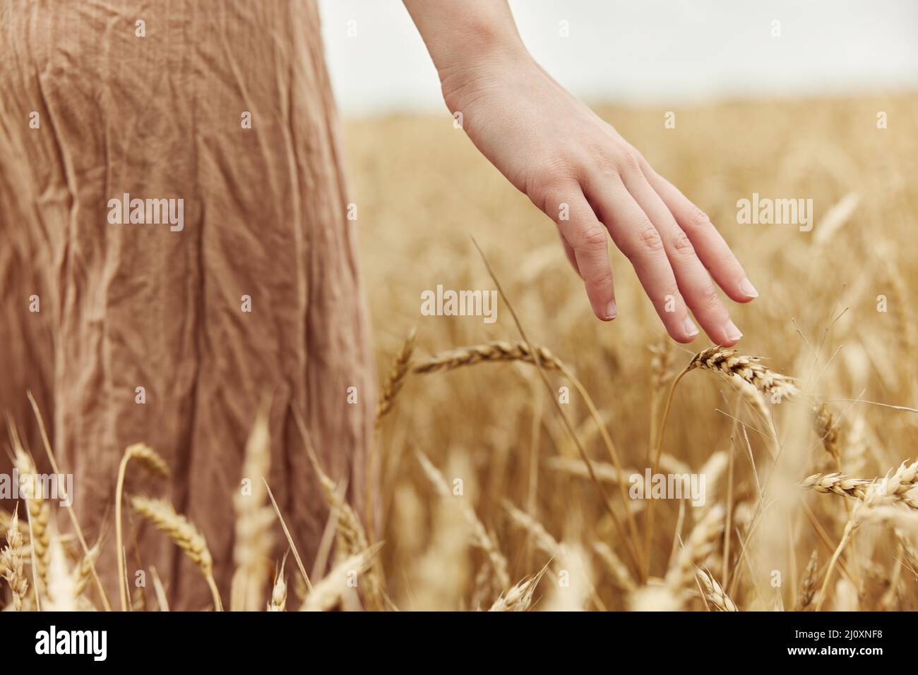 touching golden wheat field rye farm nature autumn season concept Stock ...