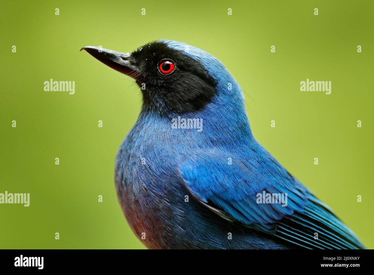 Detail close-up portrait of tropic bird.Masked Flower-piercer, Diglossa ...