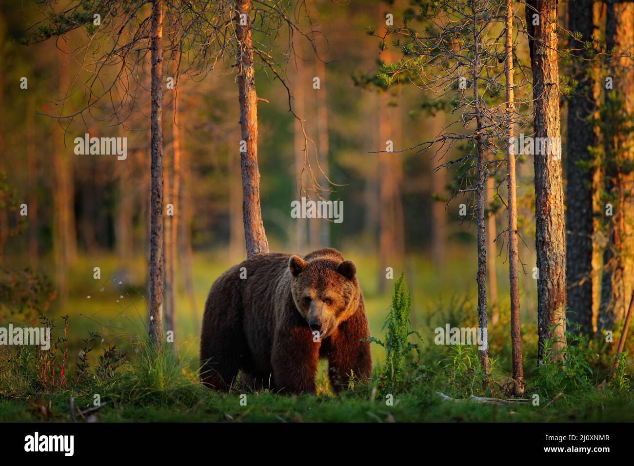 Bear hidden in yellow forest. Autumn trees with bear, face portrait ...
