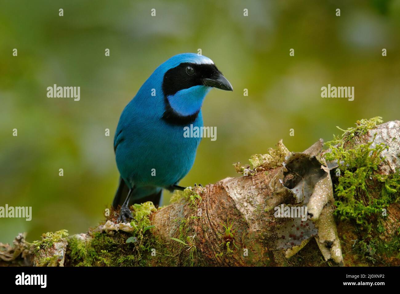 Turquoise jay, Cyanolyca turcosa, detail portrait of beautiful blue ...
