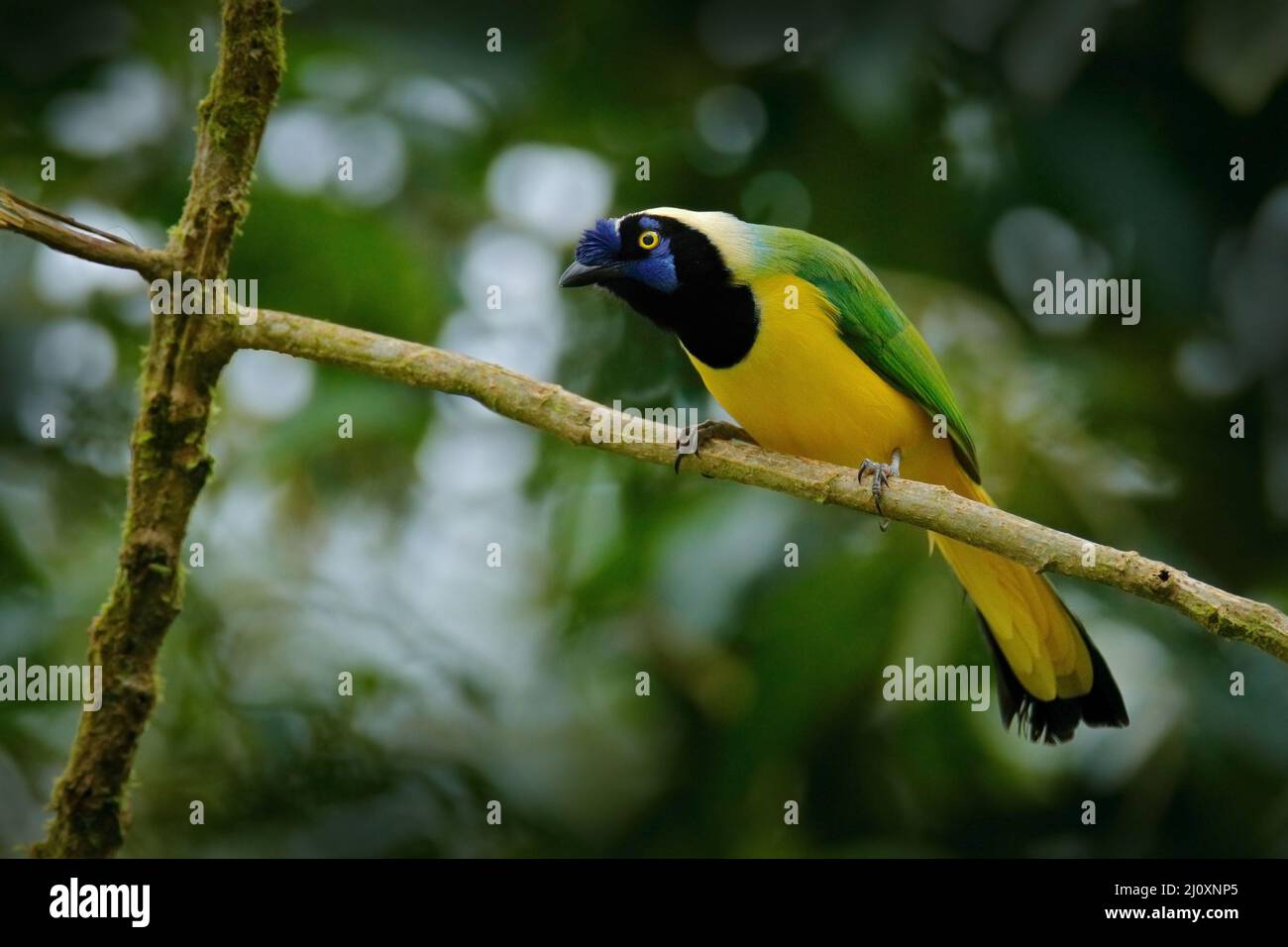 Yellow Bird, black and blue head, wild nature. Green Jay, Cyanocorax ...