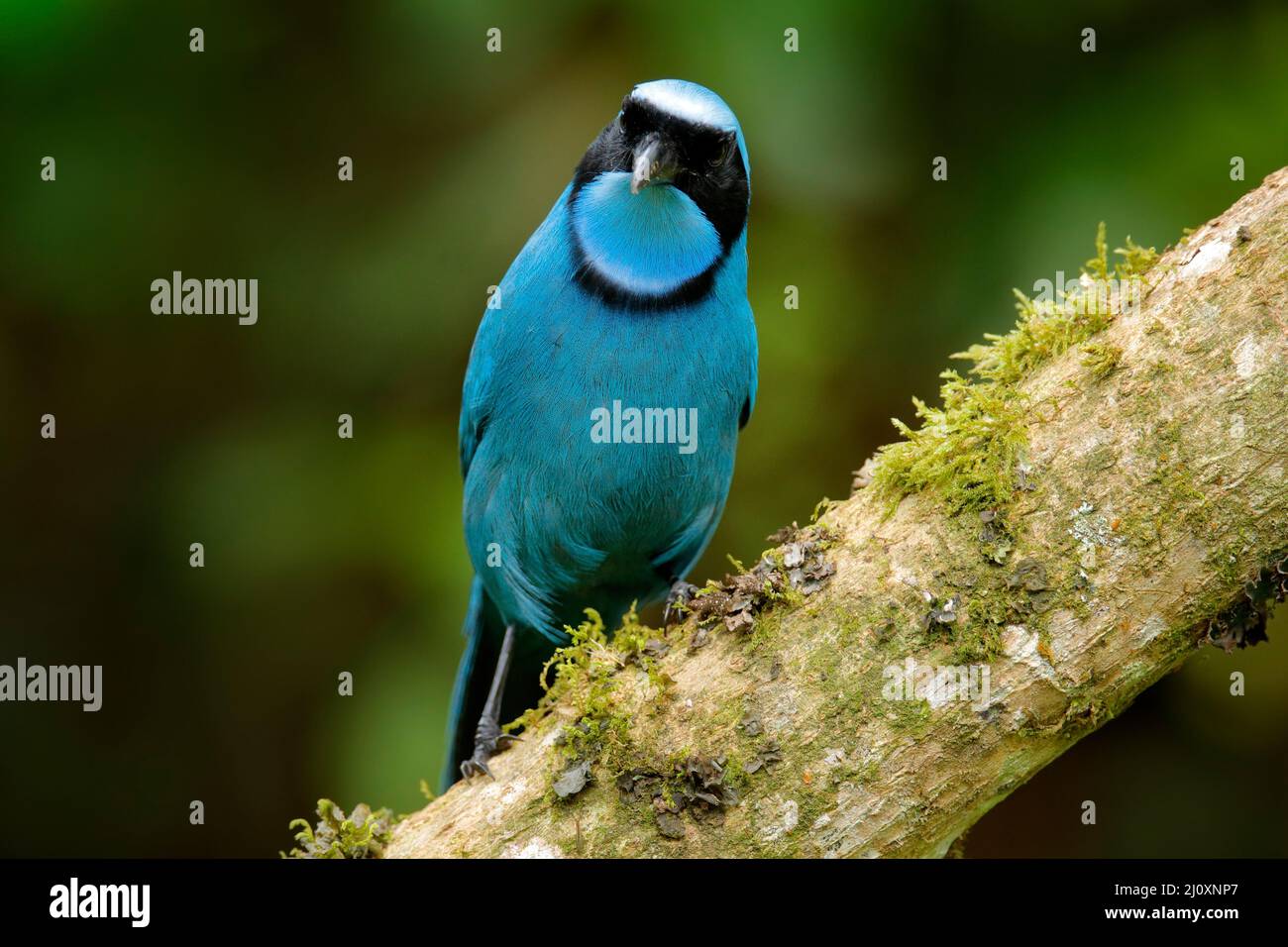 Turquoise jay, Cyanolyca turcosa, detail portrait of beautiful blue ...