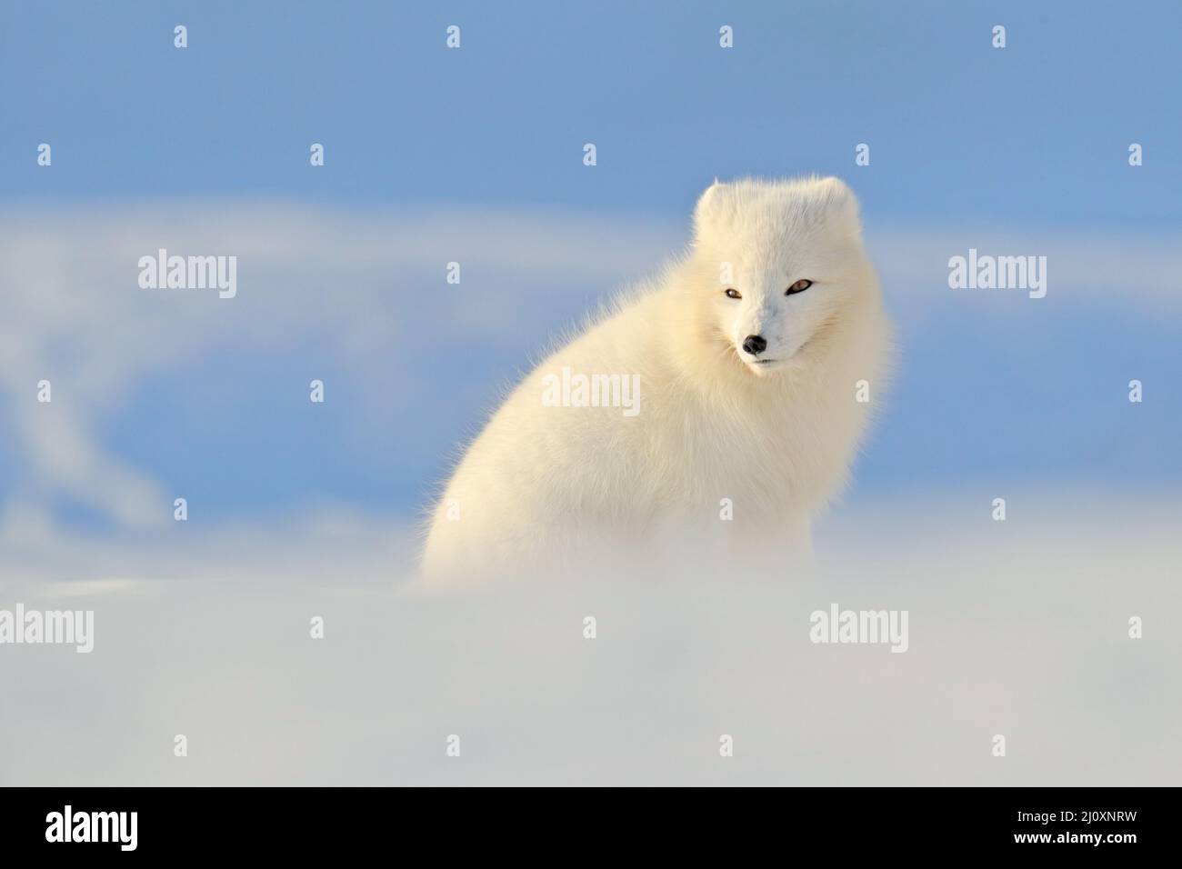 Arctic fox cub running hi-res stock photography and images - Alamy