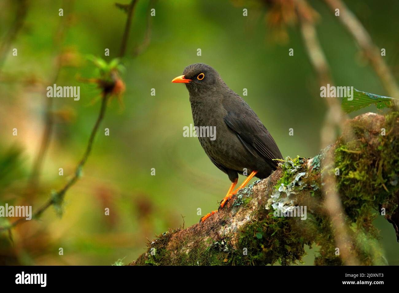Great thrush, Turdus fuscater, black bird with orange bill and leg ...