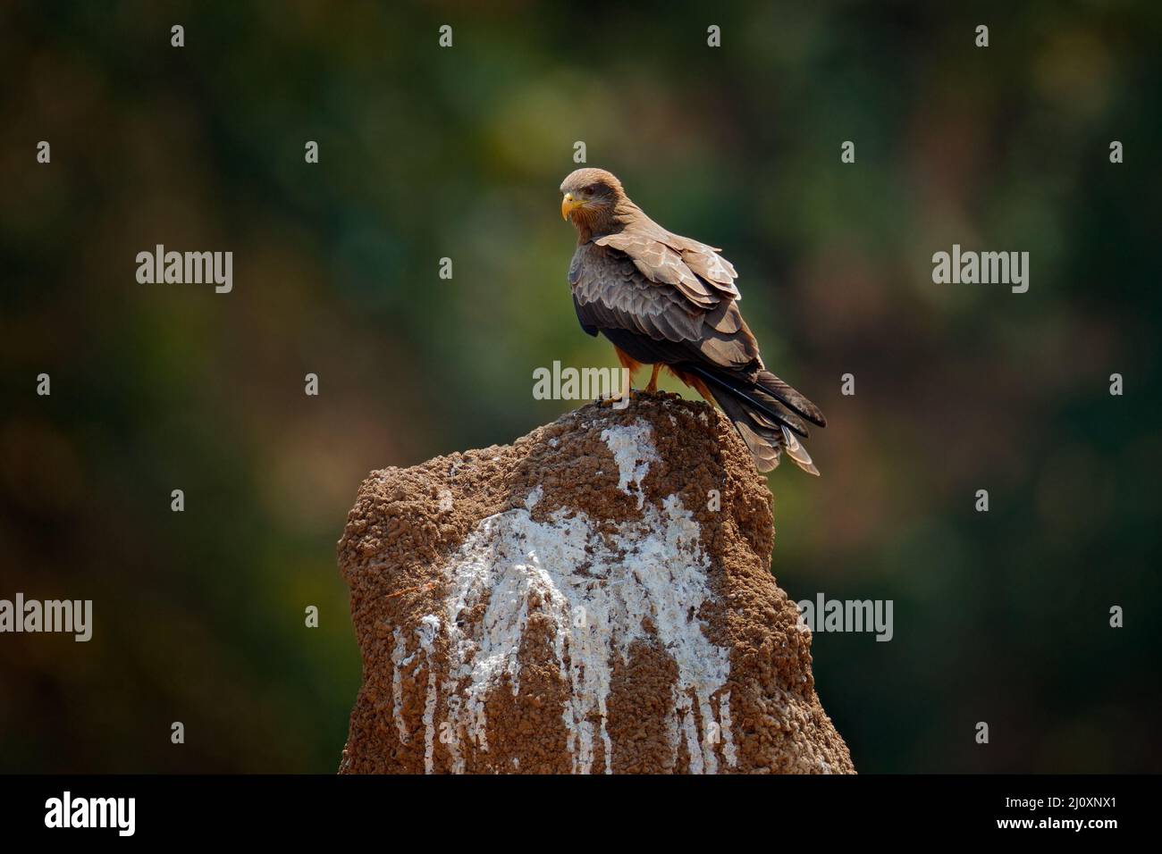 Milvus migrans ssp. parasitus, Yellow-billed Kite sitting on the ...