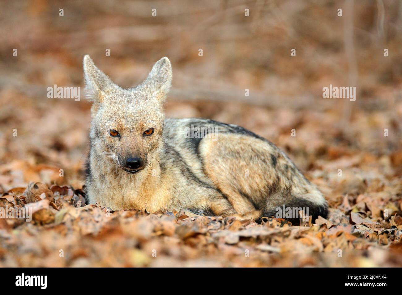 Side-striped jackal, Canis adustus, canid native to Africa, in the ...