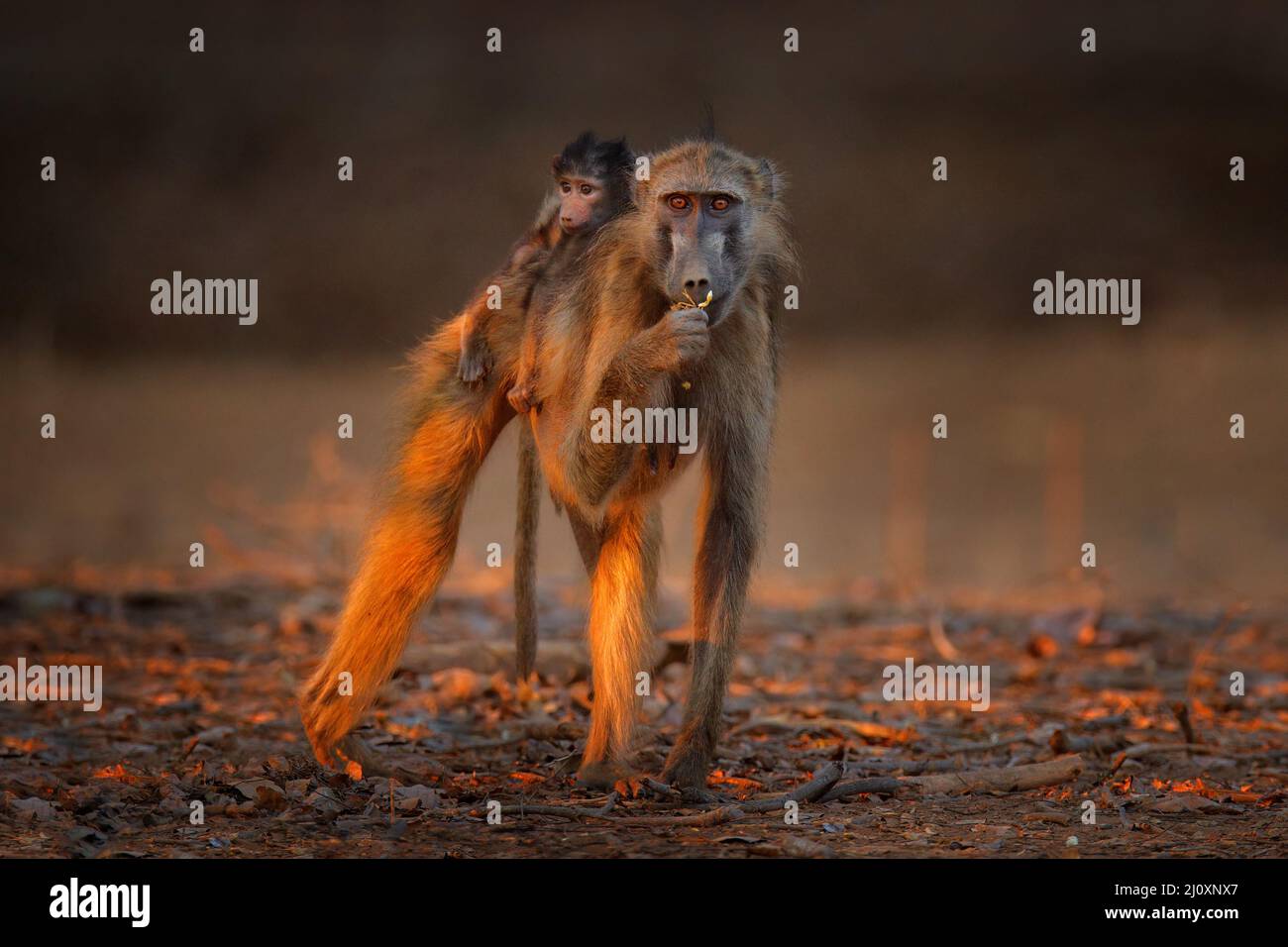 Monkey young cub. Chacma baboon, Papio ursinus, monkey from Moremi ...