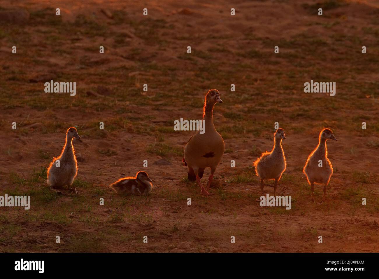Goose familiy with orange evening sunset. Egyptian goose, Alopochen ...