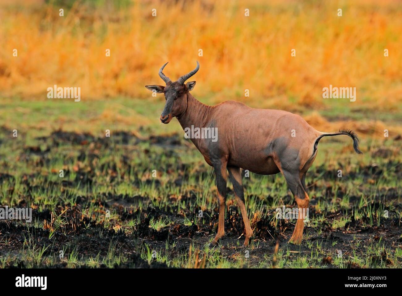 Sassaby, in green vegetation. Hartebeest in the grass, Namibia in ...