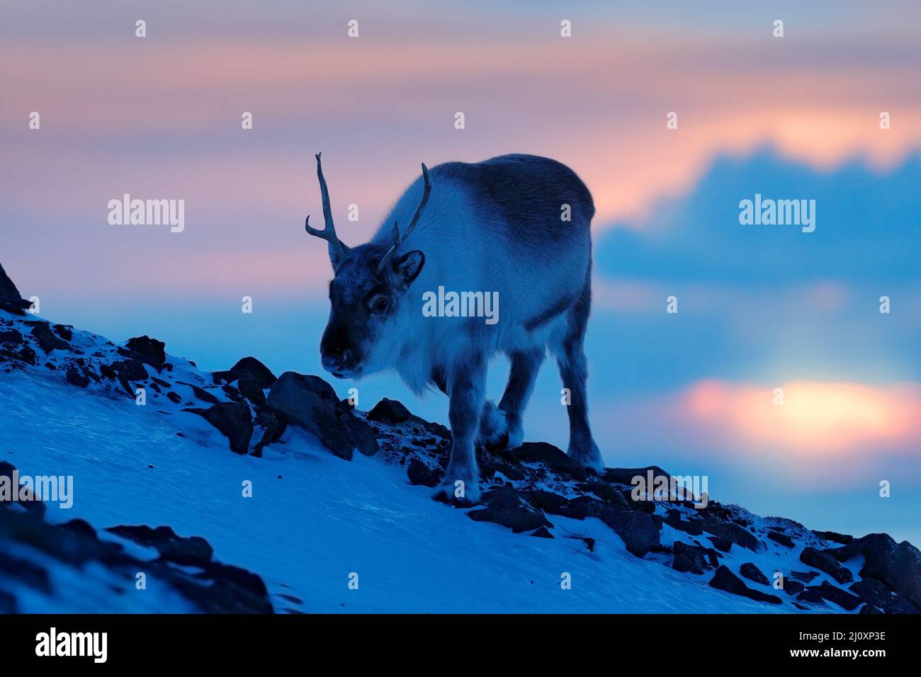 Arctic wildlife. Wild Reindeer, Rangifer tarandus, with massive antlers ...