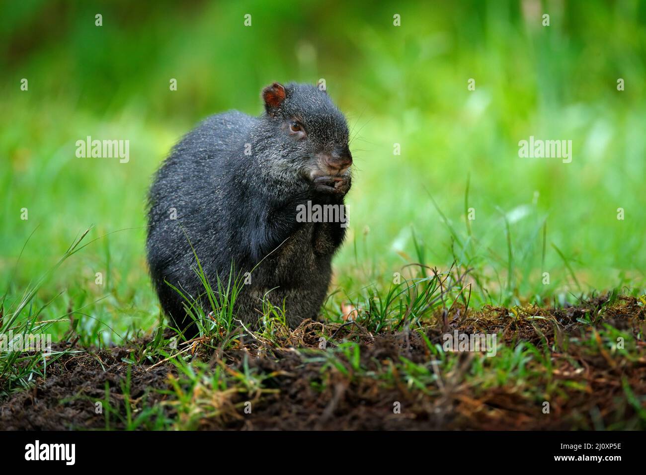Black Agouti