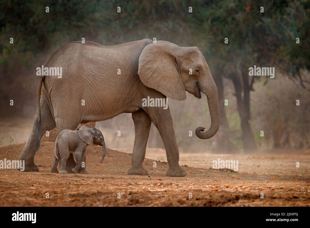 Elephant with young baby. Elephant at Mana Pools NP, Zimbabwe in Africa ...