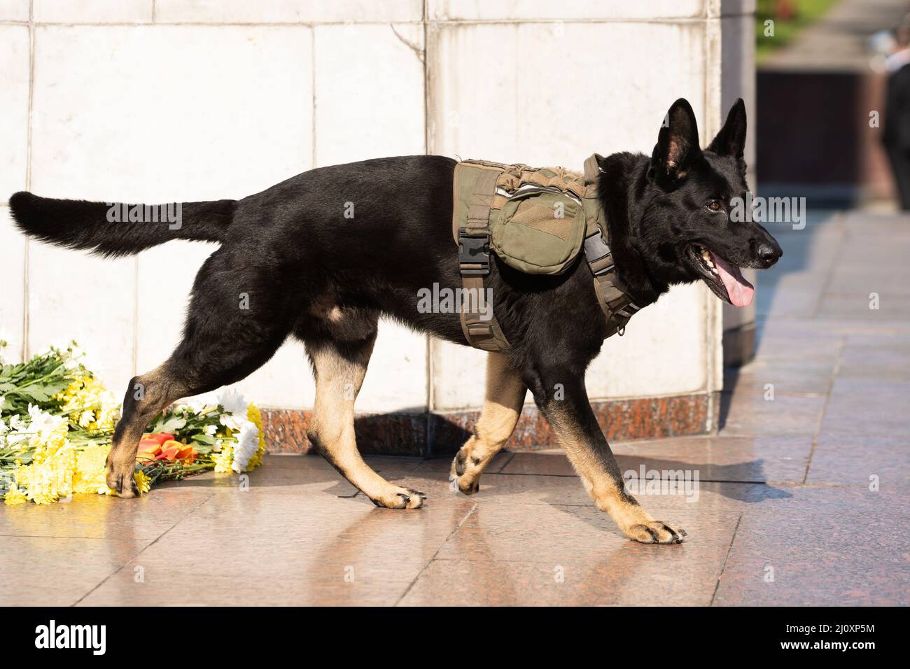 Portrait of working police dog Stock Photo - Alamy