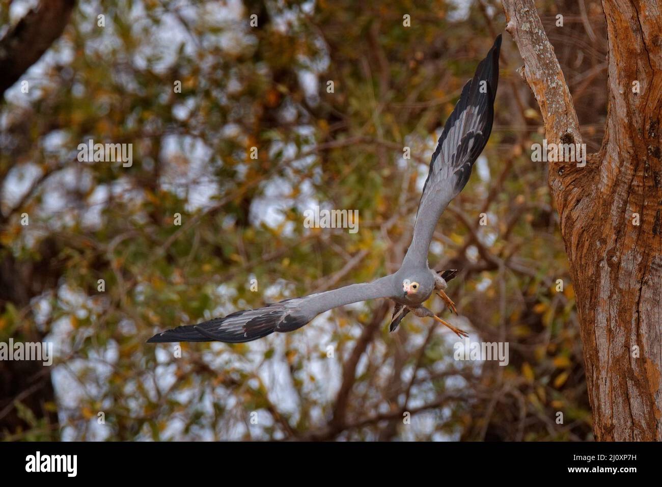 African harrier hawk or gymnogene, Polyboroides typus, eating bird eggs ...
