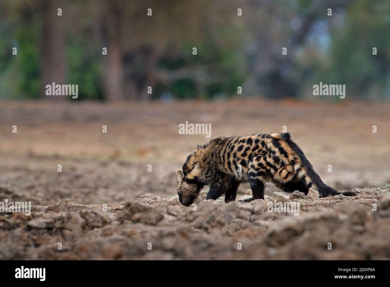 Civet habitat, Civettictis Civetta, in the desert, Mana Pools NP ...