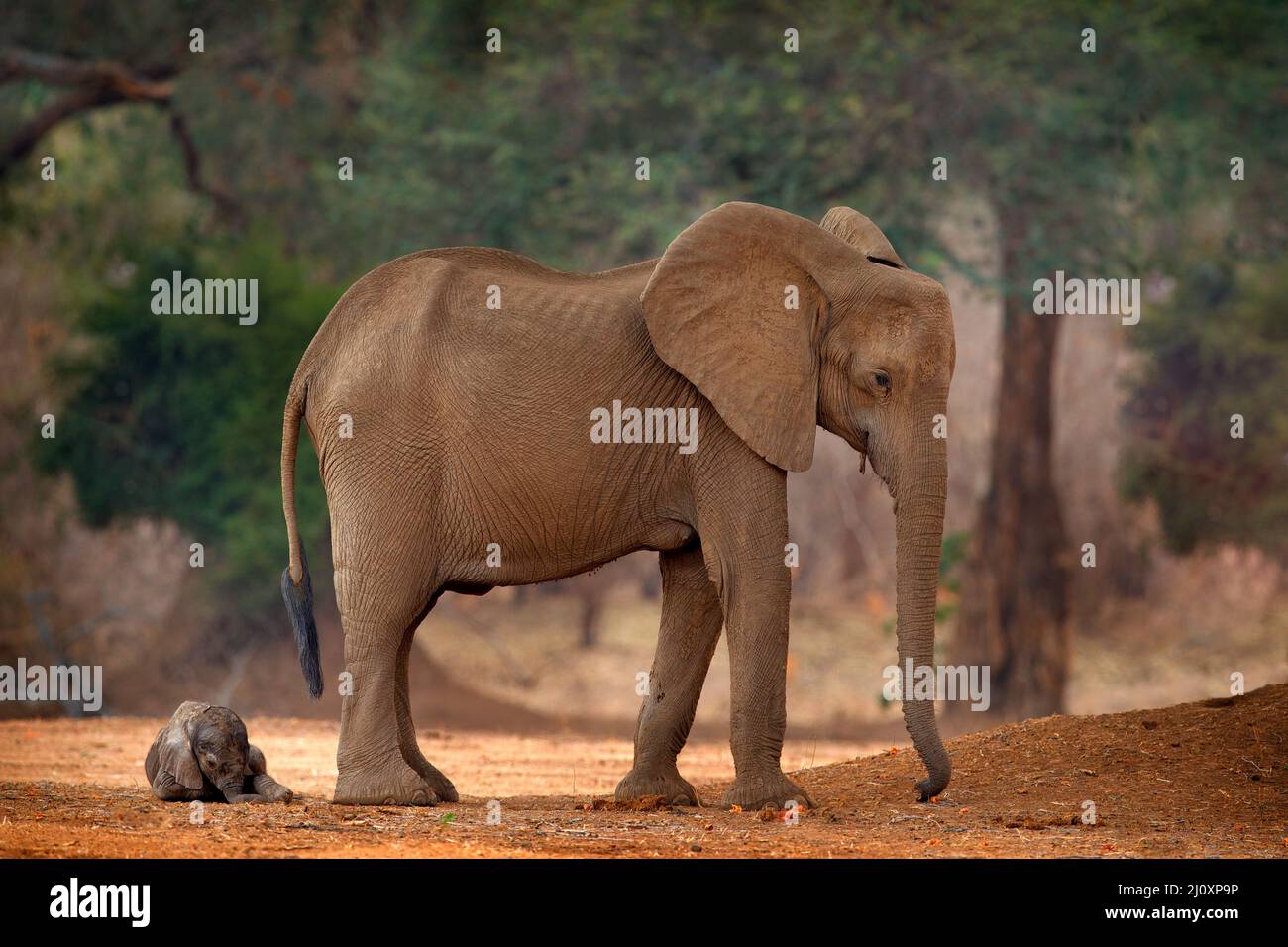 Elephant with young baby. Elephant at Mana Pools NP, Zimbabwe in Africa ...