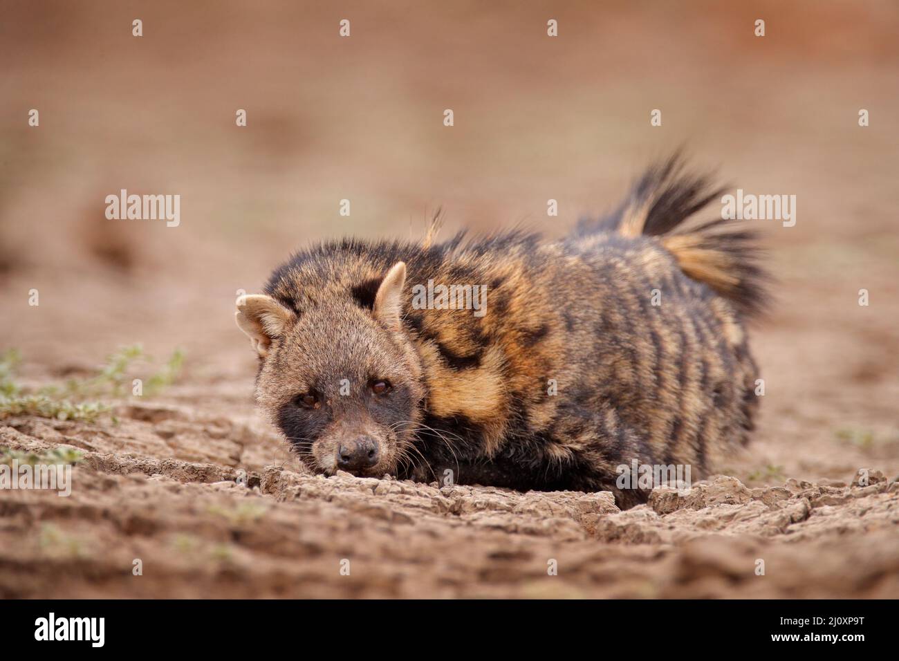 Civet, Civettictis Civetta, in the desert, Mana Pools NP, Zimbabwe ...