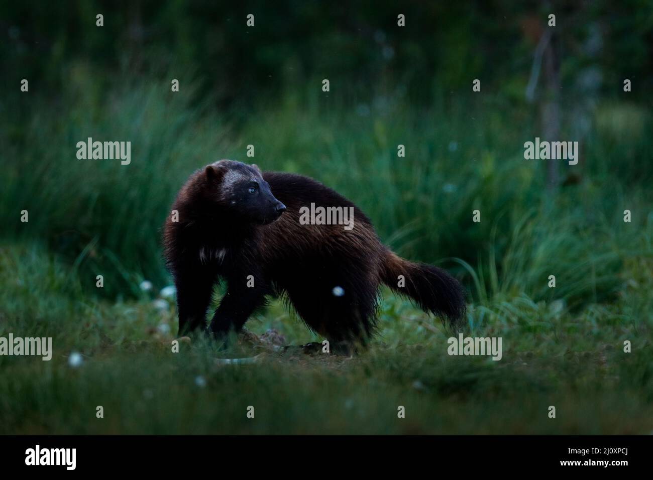 Wolverine running in Finnish taiga. Wildlife scene from nature. Rare ...