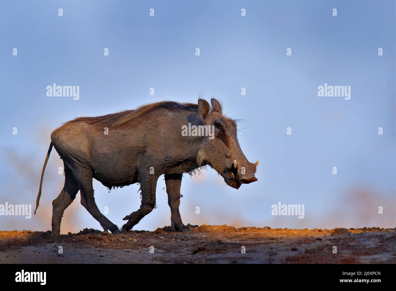 Warthog, brown wild pig with tusk. Close-up detail of animal in nature ...
