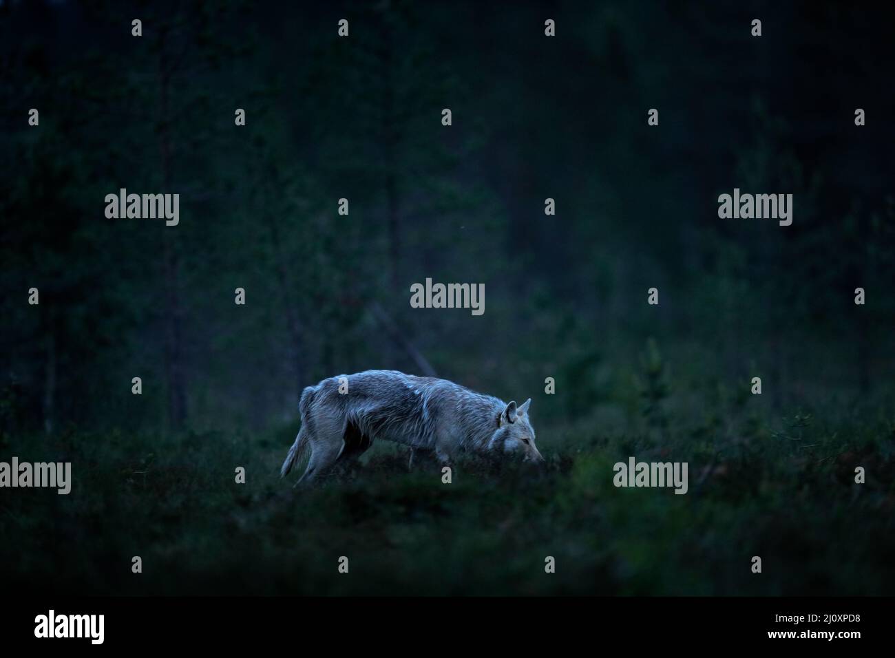 Wolf from Finland. Gray wolf, Canis lupus, in the spring light, in the ...