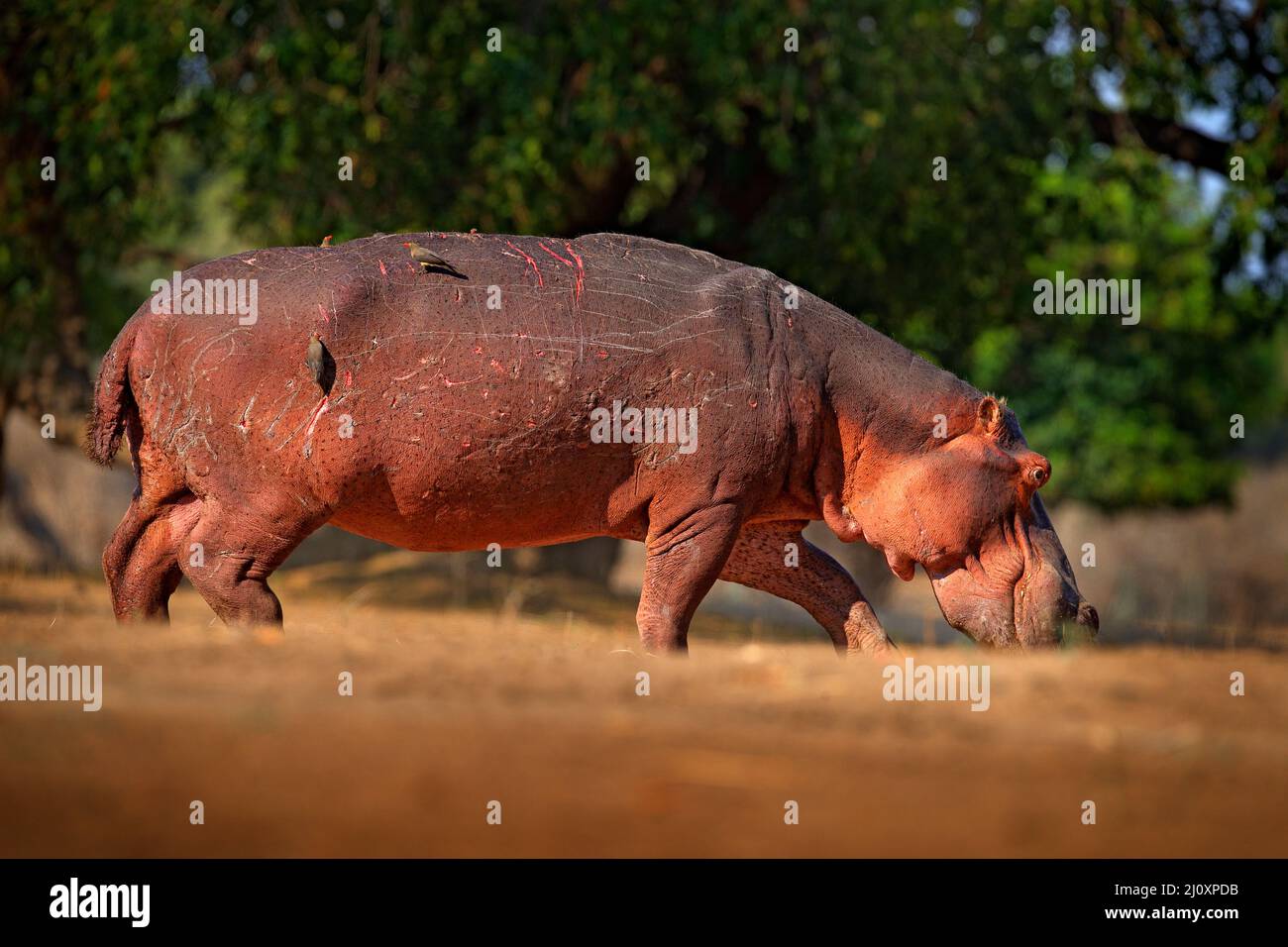 Hippo with injury bloody scar in the skin. African Hippopotamus ...