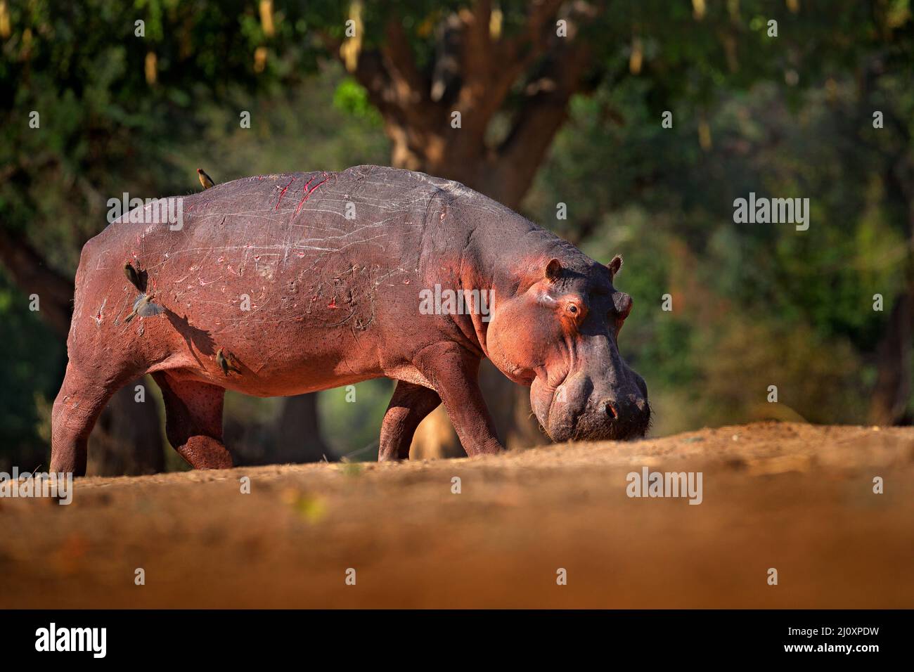 Hippo with injury bloody scar in the skin. African Hippopotamus ...