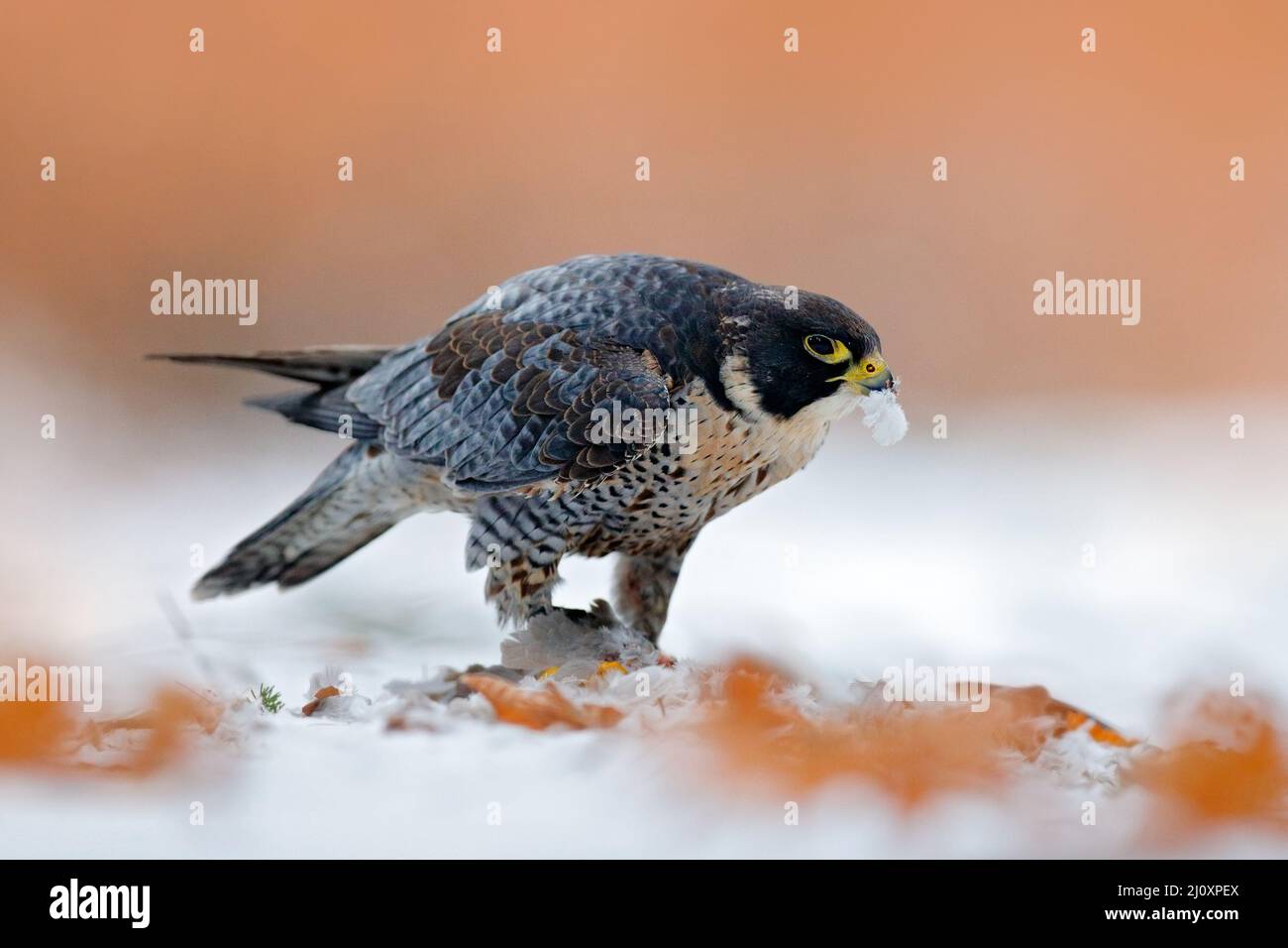 Peregrine Falcon, bird of prey sitting in the snow with catch during ...