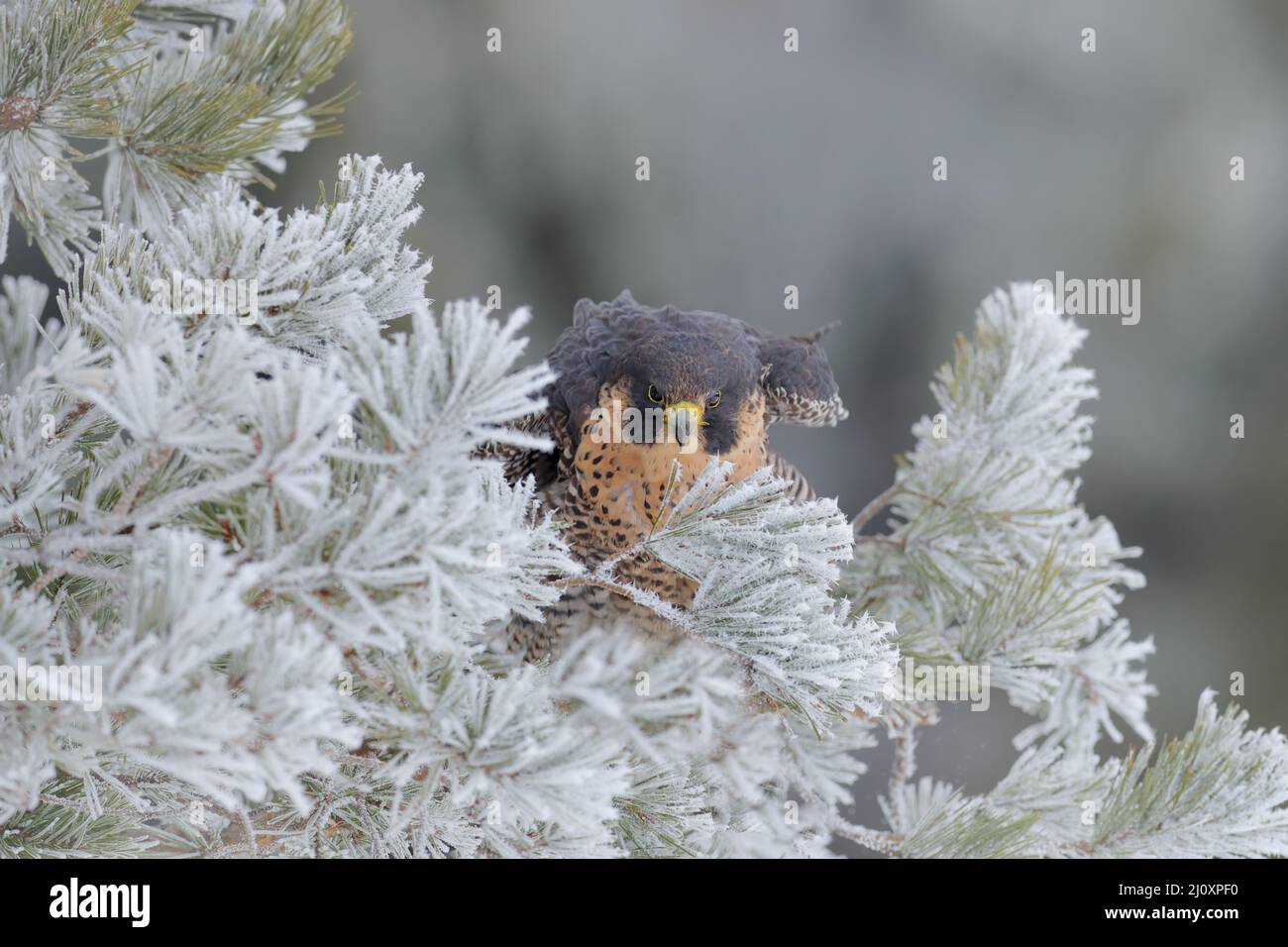 Peregrine Falcon, bird of prey with snow sitting on the white rime pine ...