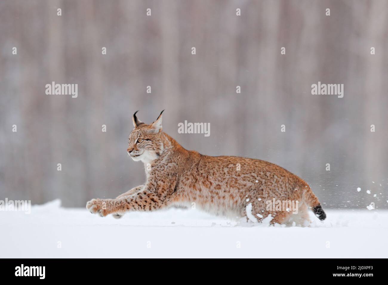 Winter wildlife in Europe. Lynx in the snow, snowy forest in February ...