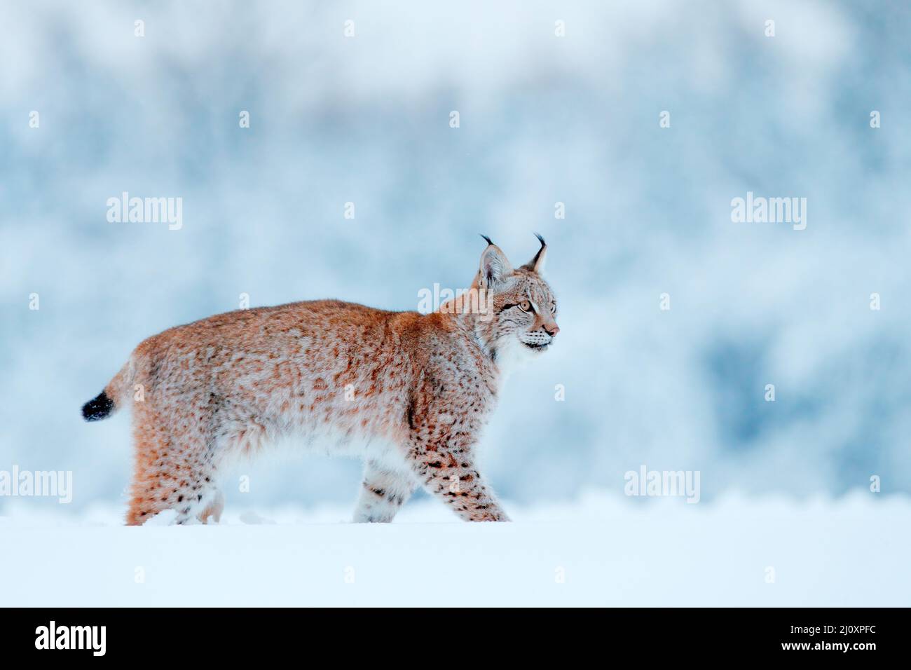 Winter wildlife in Europe. Lynx in the snow, snowy forest in February ...