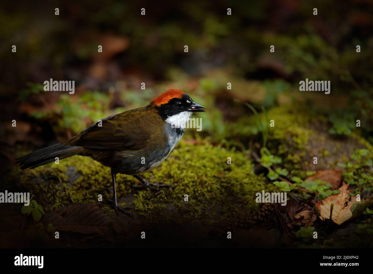 Chestnut-capped brushfinch, Arremon brunneinucha, grey brown bird in ...