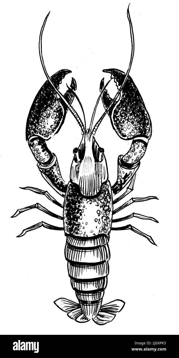 Aquarium lobster Black and White Stock Photos & Images - Alamy