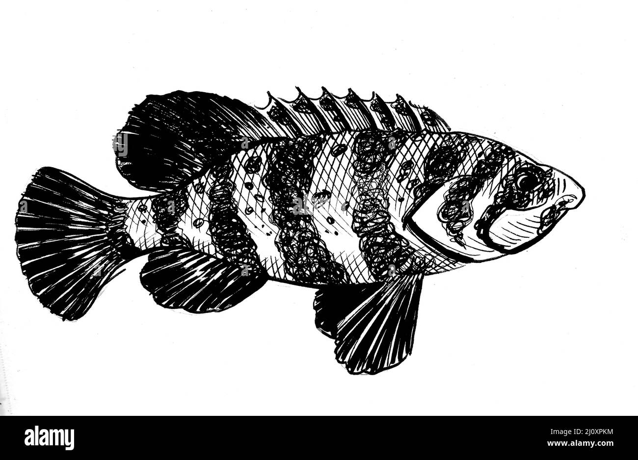 Sea fish. Ink black and white drawing Stock Photo - Alamy