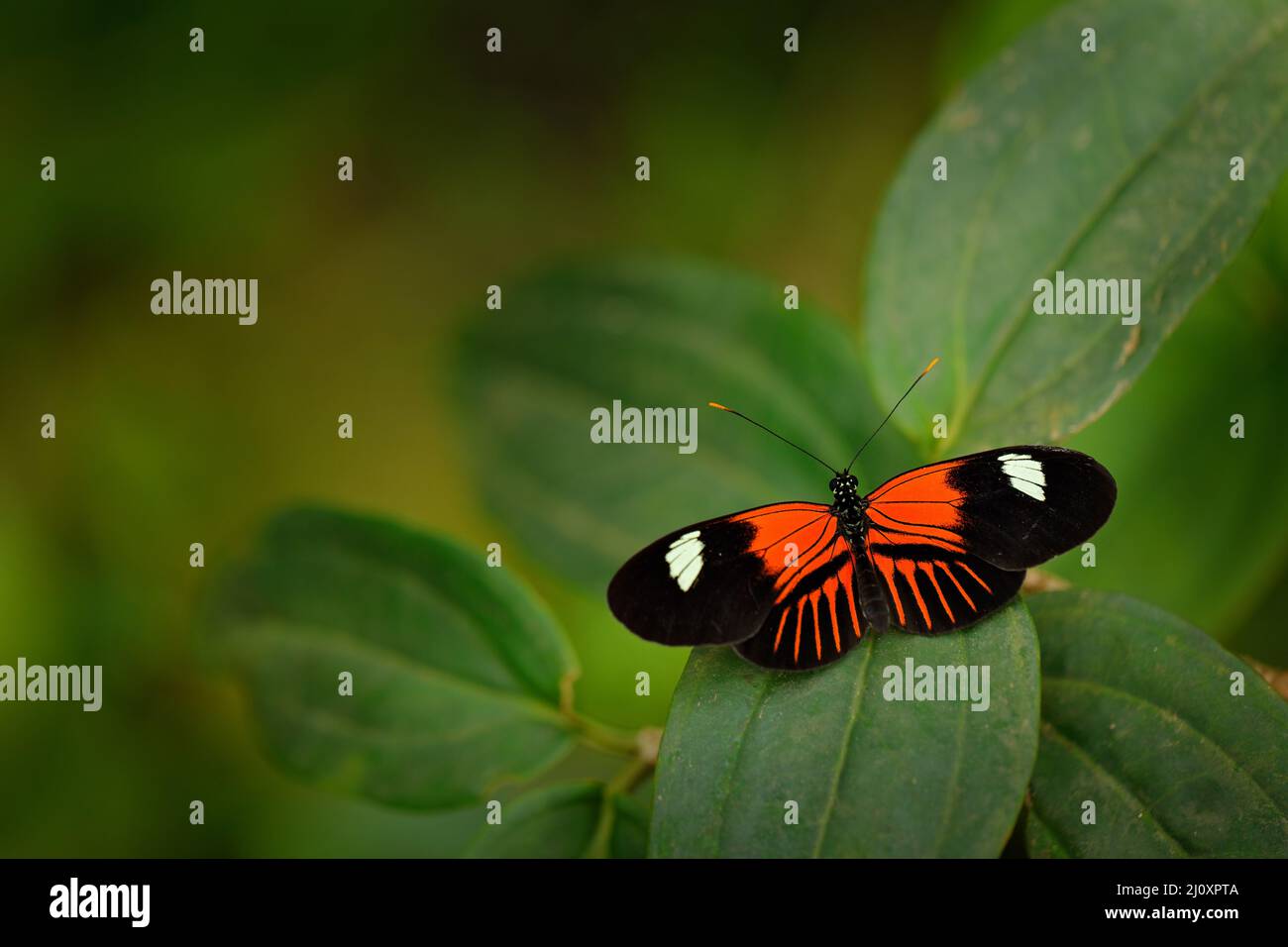 Heliconius melpomene, Postman Butterfly from Mexico in the nature ...
