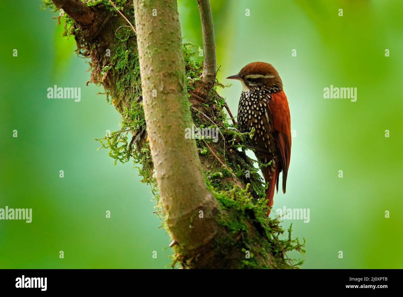 Pearled treerunner, Margarornis squamiger, grey brown bird in the ...