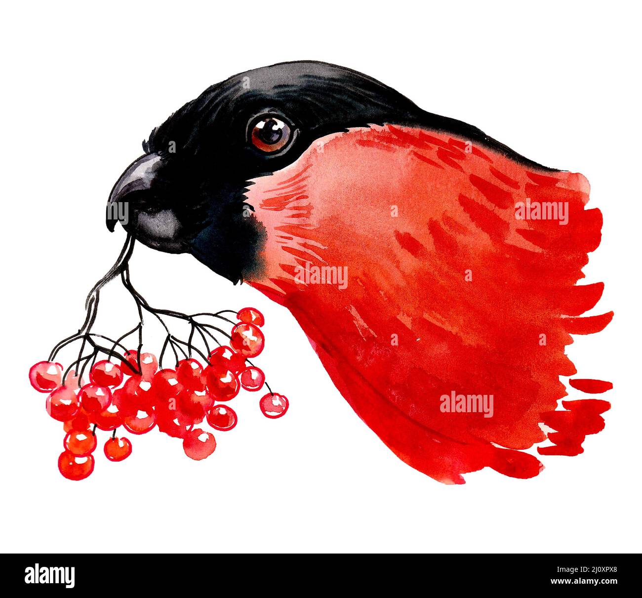 Robin bird drawing drawing hi-res stock photography and images - Alamy