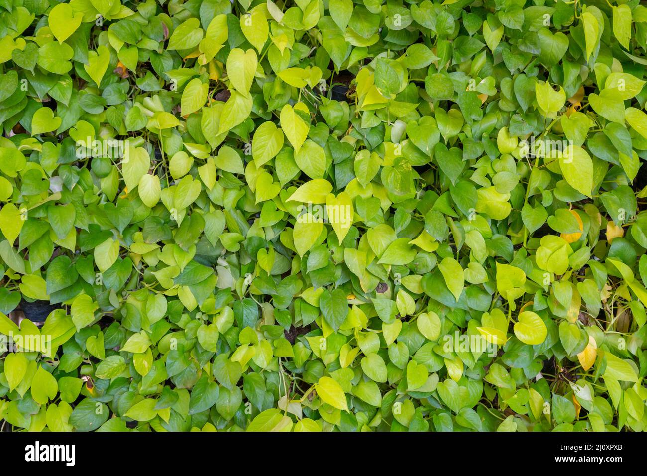 Green leaf wall background Stock Photo - Alamy