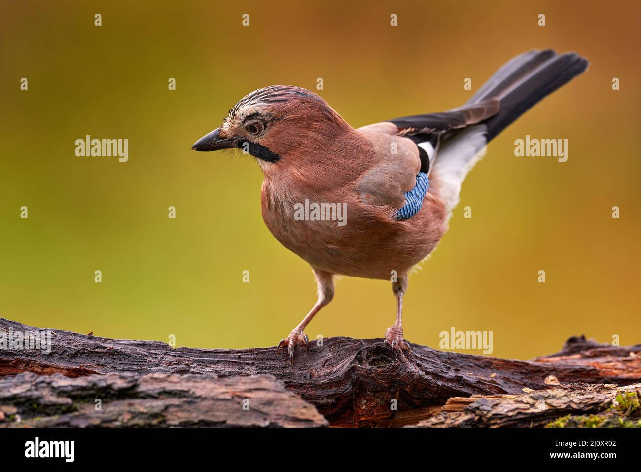 Orange leaves with beautiful bird. Portrait of nice bird Eurasian Jay ...