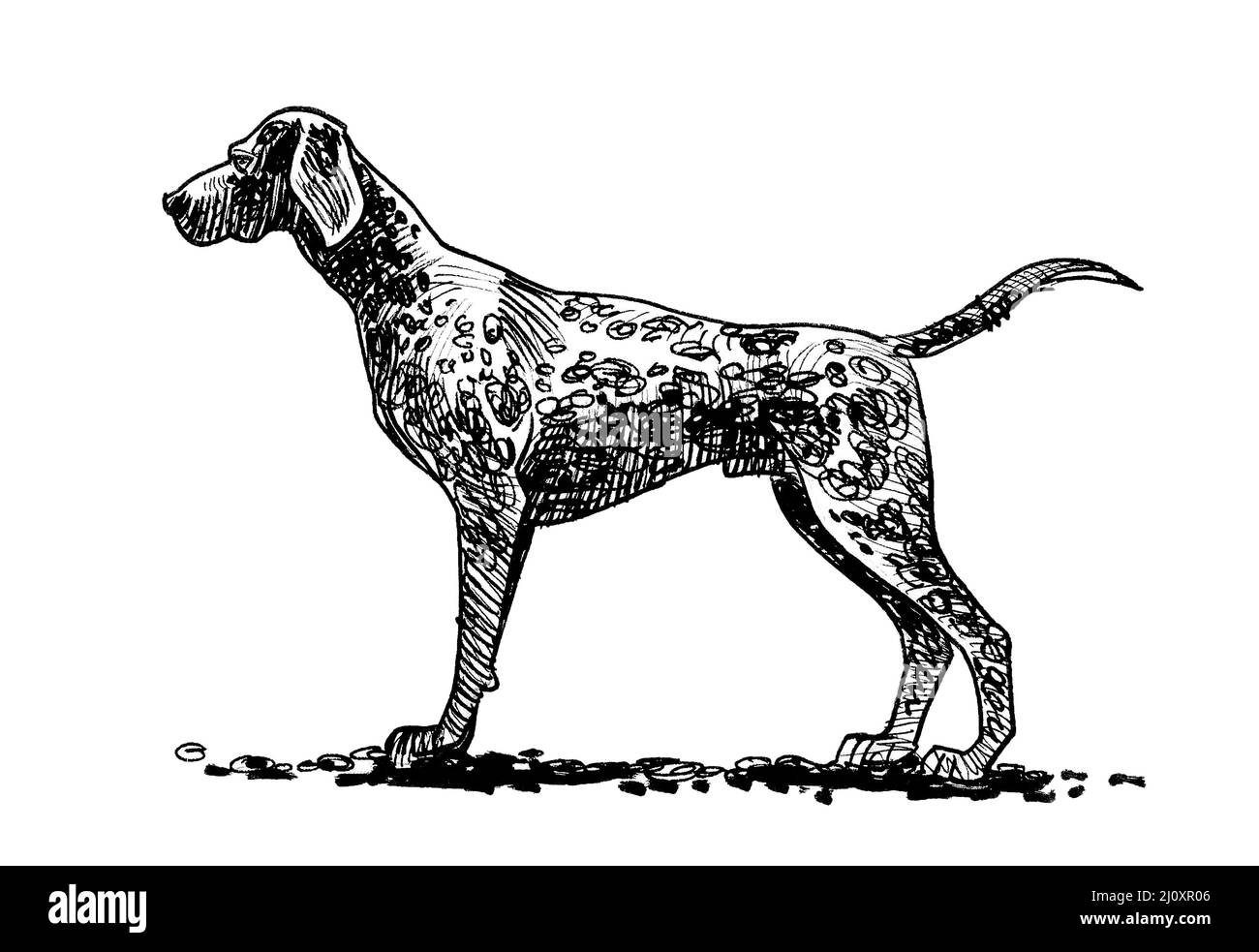 Hunting dog. Ink black and white drawing Stock Photo - Alamy