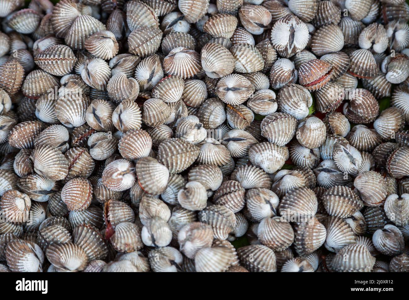 Nature fresh cockles use for food background Stock Photo - Alamy
