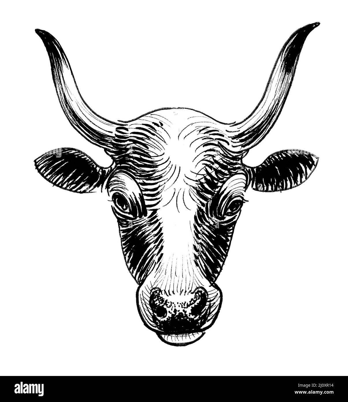Big bull head. Ink black and white drawing Stock Photo - Alamy