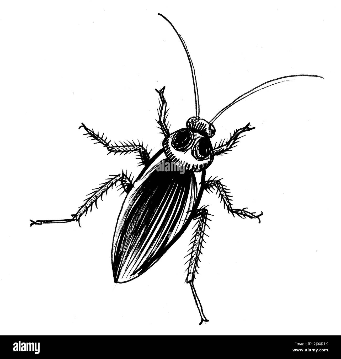 Cockroach pest. Ink black and white drawing Stock Photo - Alamy